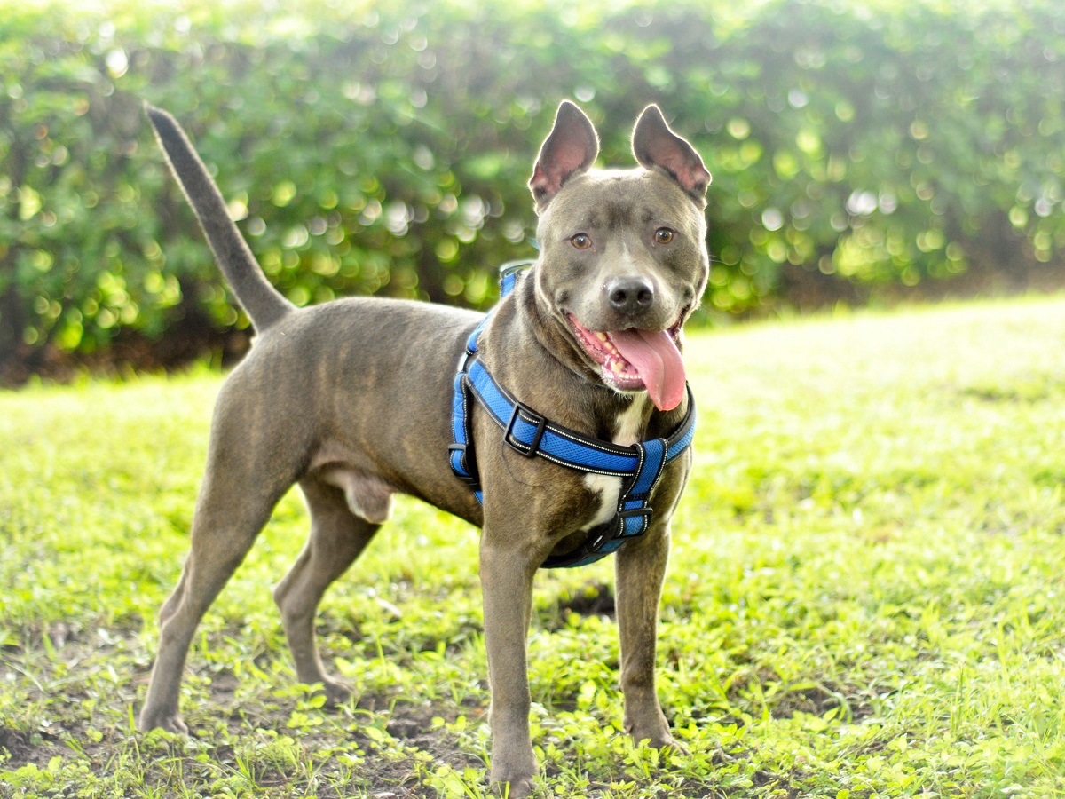 Ranking the Nation’s Top No Kill Shelters – Part 3: Lifesaving Programs ...